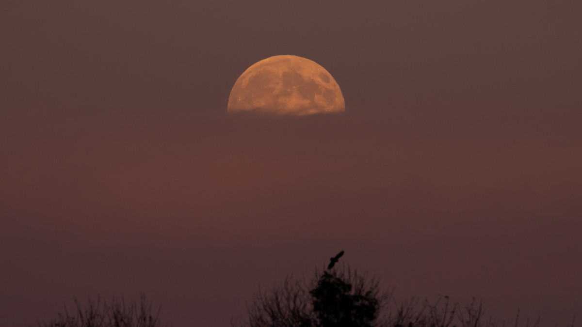 Luna llena de abril en vivo: ¿A qué hora ver la Luna Rosa 2026 en su ...