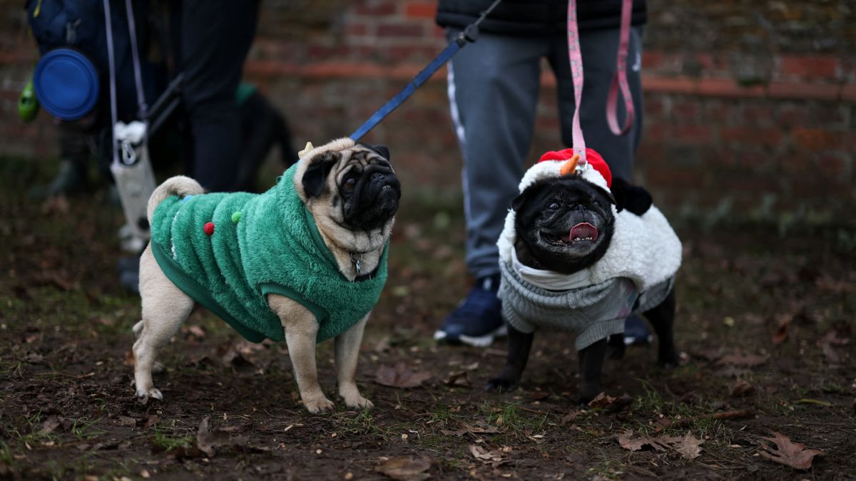 ¿Cómo cuidar a tu perro de un Frente Frío? Consejos para este gélido ...