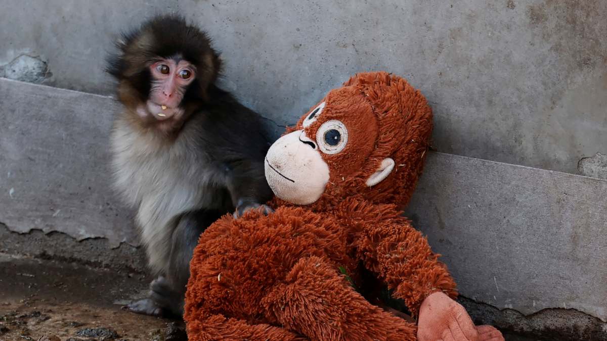 ¿Qué le pasó a Punch, el tierno mono bebé que fue abandonado por su ...