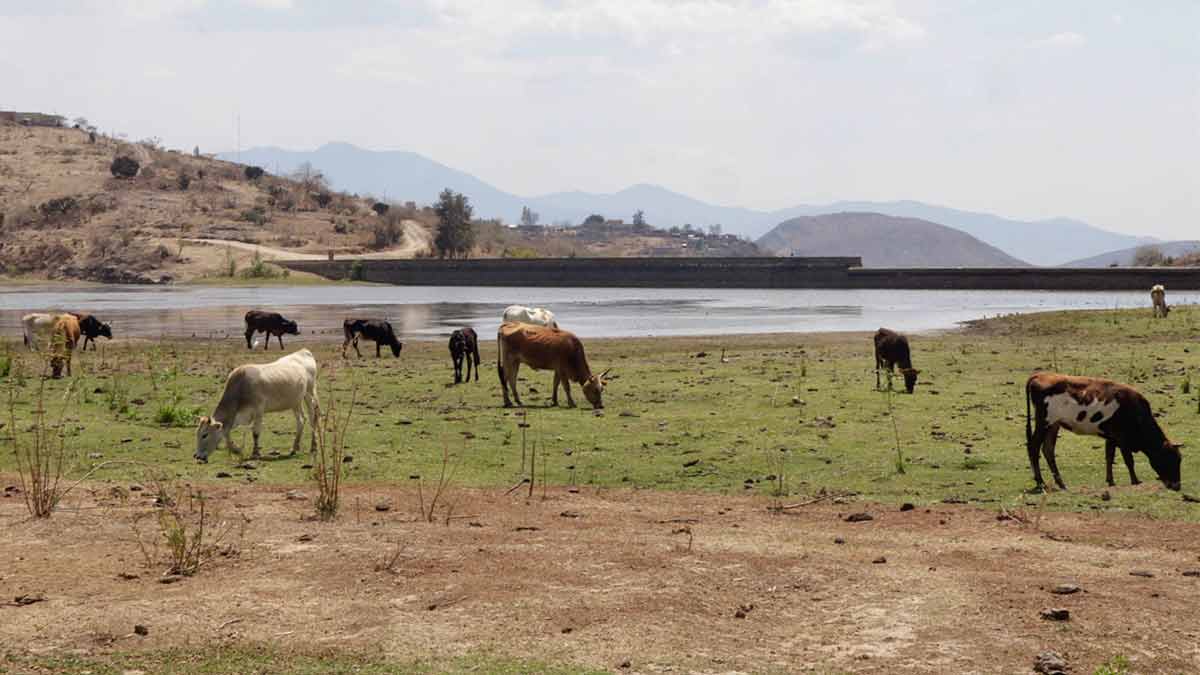 México perdió su estatus libre de gusano barrenador tras recortes al ...