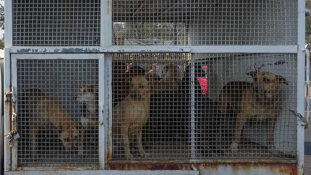 “Esto no es justo”: Activista Arturo Islas denuncia que perros ...