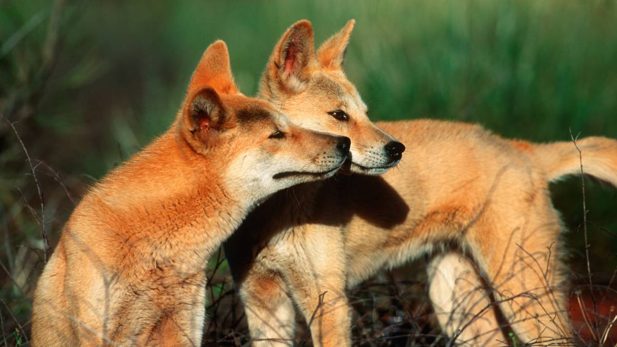 ¿Qué son los dingos y por qué están ligados al caso de la muerte de ...