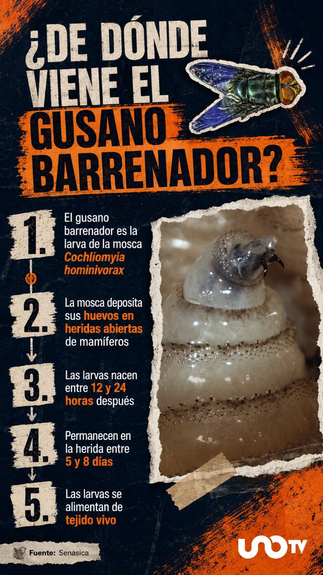 Detectan primer caso de gusano barrenador en un humano en CDMX; ¿cuál ...