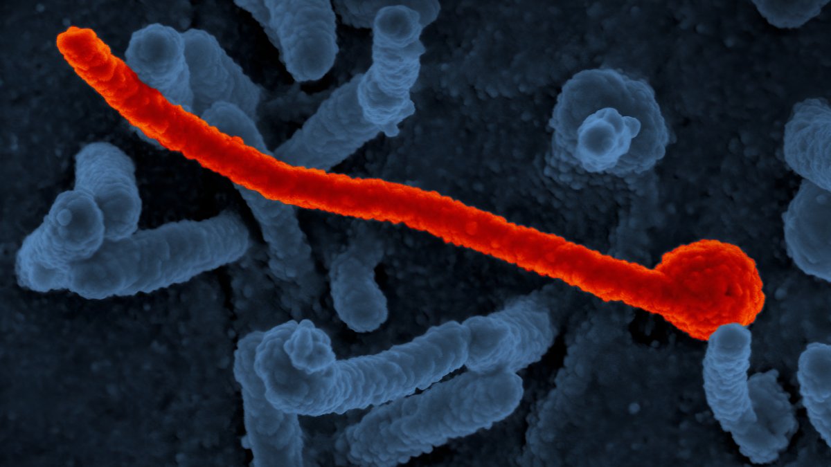 La Oms Alerta De Una época Peligrosa En Medio De Crisis De ébola Y