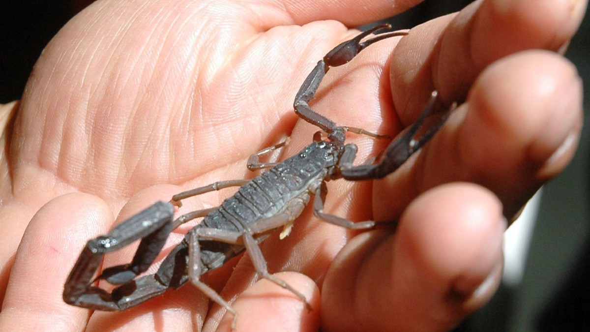 Cuidado con los alacranes en casa: tips para evitar su presencia en ...