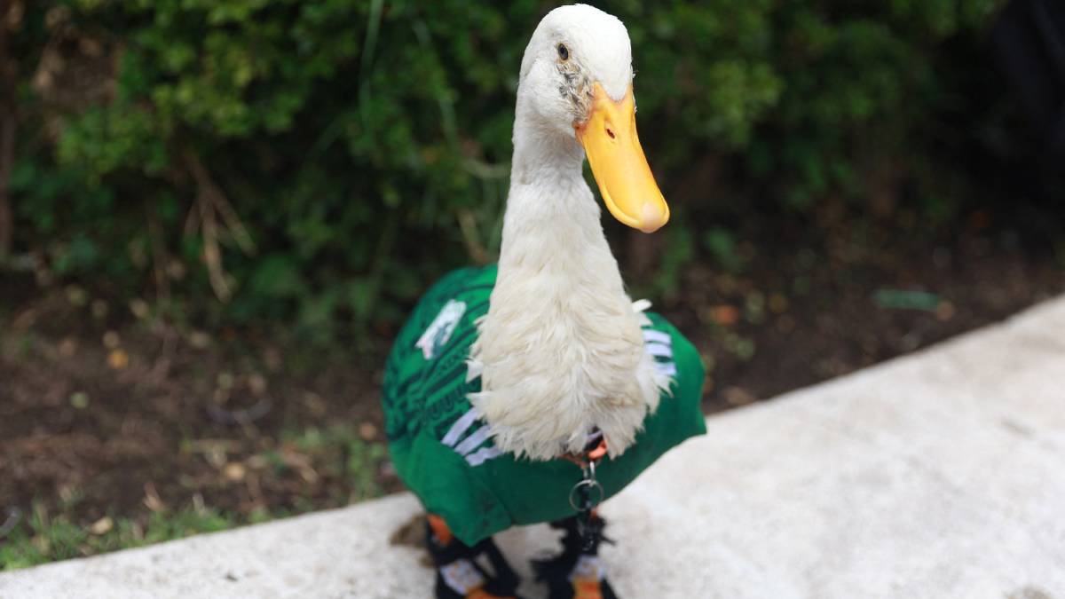 ¡El pato Merlín sigue haciendo historia! Ya tiene corrido y hasta lo ...