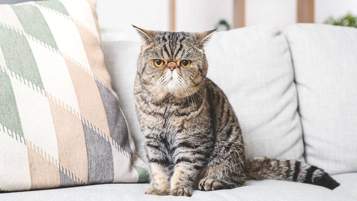 Vivir con gatos no empeora el asma en los niños, según estudio - UnoTV