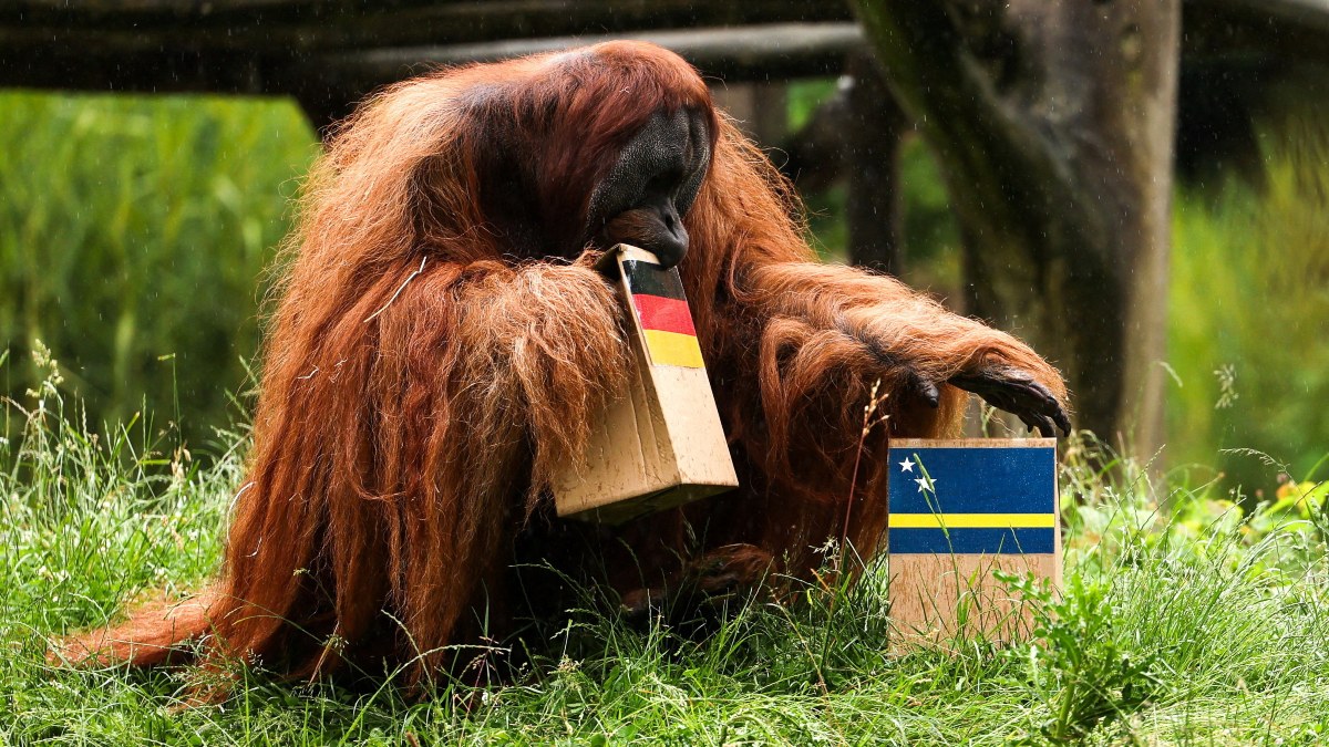 ¿El nuevo pulpo Paul? Walter, el orangután realiza su primera ...